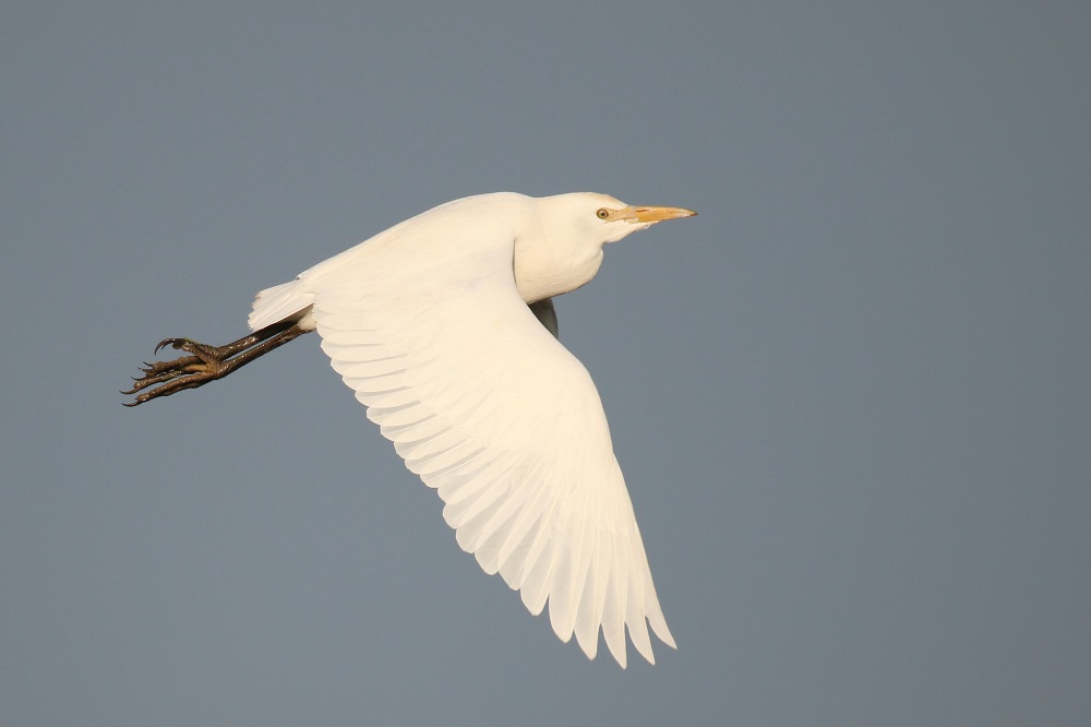 Birdpix.nl :: View bird picture - Bubulcus ibis / Koereiger / Western ...