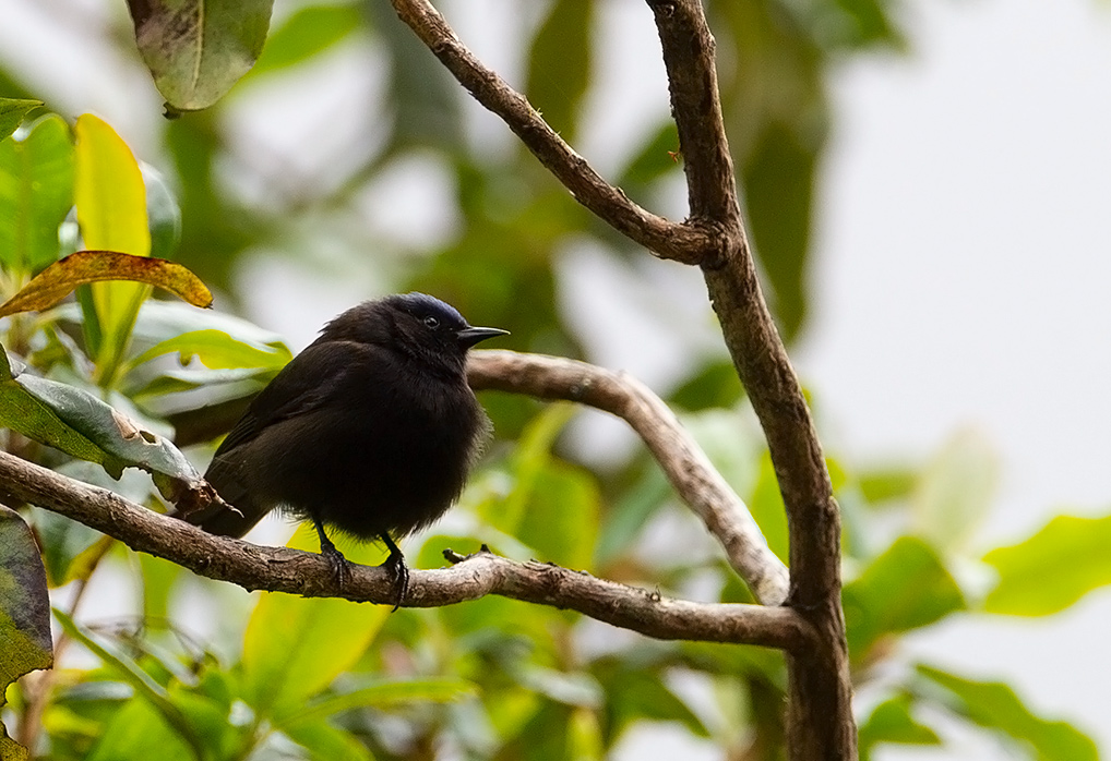 Birdpix.nl :: View bird picture - Conirostrum albifrons ...