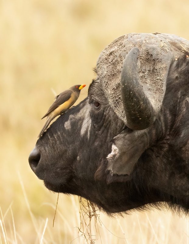 Birdpix.nl :: View bird picture - Buphagus africanus ...