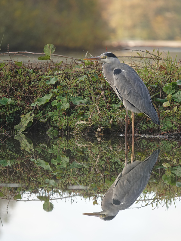Birdpix.nl :: View bird picture - Ardea cinerea / Blauwe Reiger / Grey ...