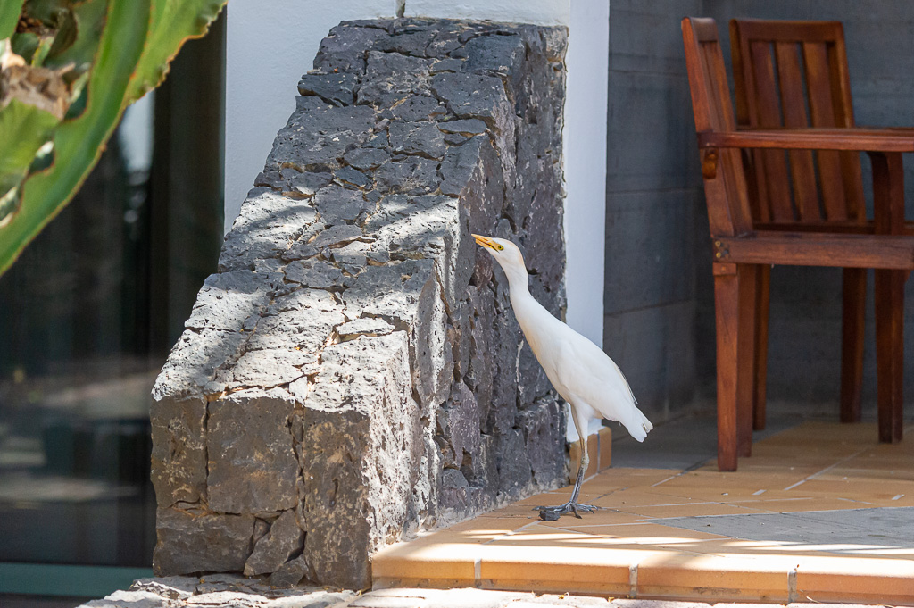 Birdpix.nl :: View bird picture - Bubulcus ibis / Koereiger / Western ...