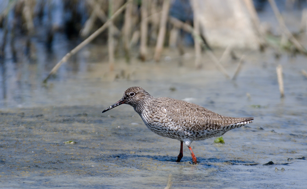 Birdpix.nl :: View bird picture - Tringa totanus / Tureluur / Common ...
