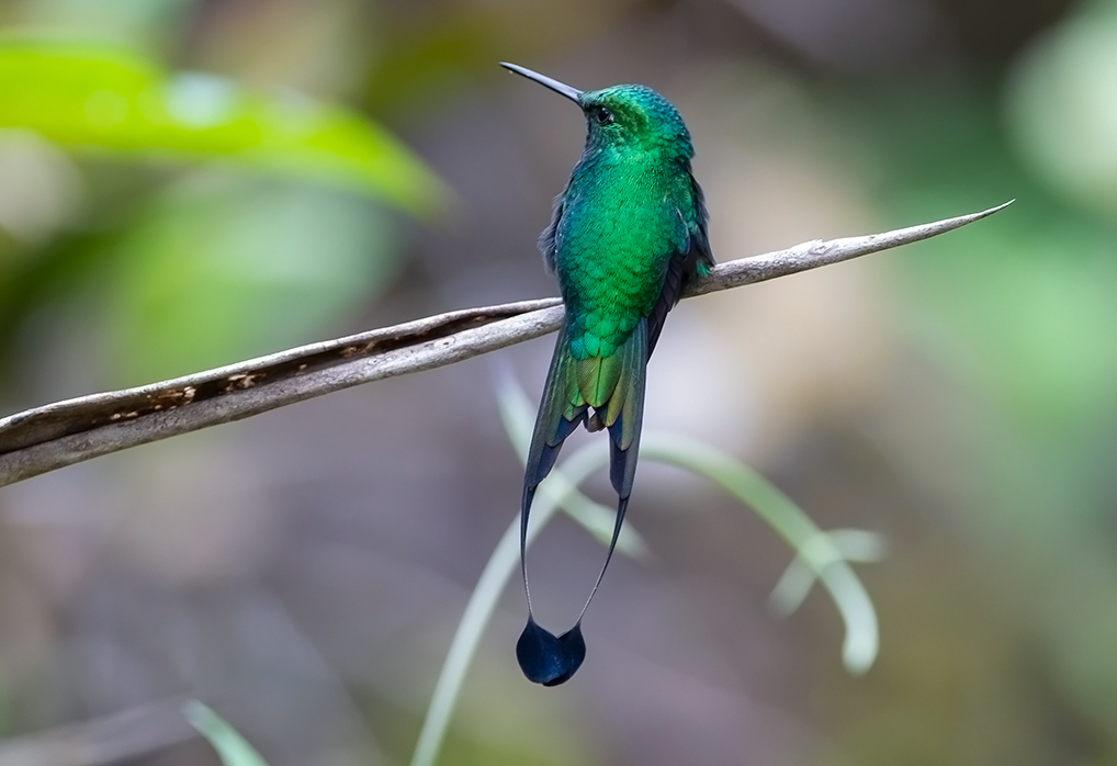 Birdpix.nl :: View bird picture - Ocreatus peruanus / Peruaans ...