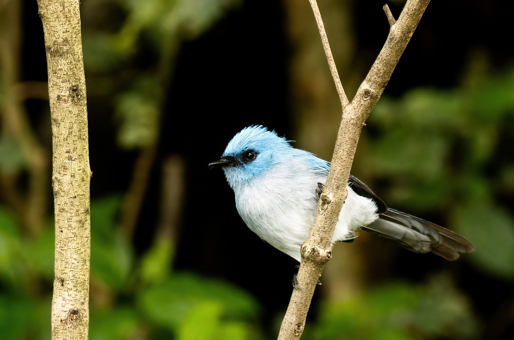 Birdpix.nl :: View bird picture - Elminia longicauda ...