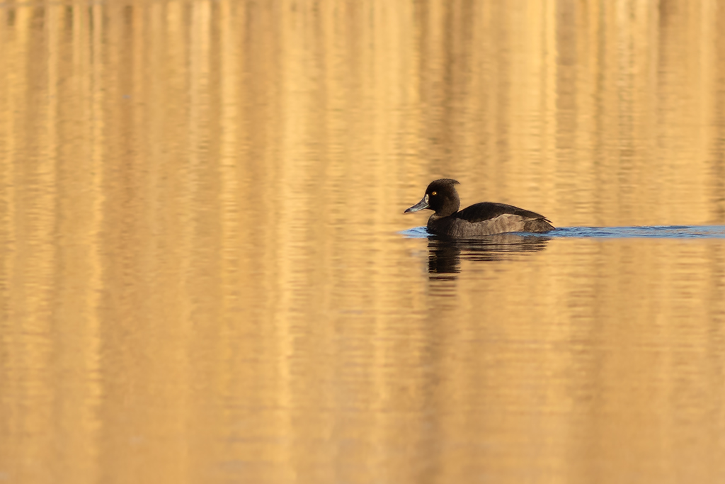 Birdpix.nl :: View bird picture - Aythya fuligula / Kuifeend / Tufted Duck
