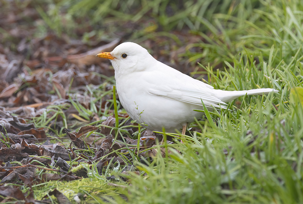 Birdpix.nl :: View bird picture - Turdus merula / Merel / Common Blackbird