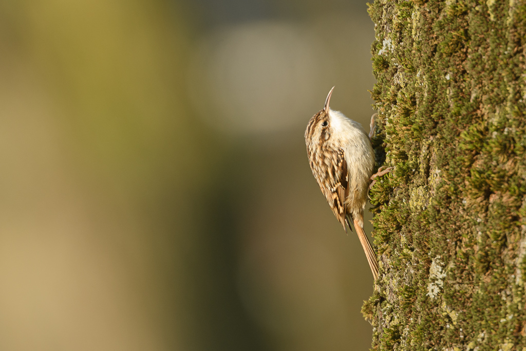 Birdpix.nl :: View bird picture - Certhia brachydactyla / Boomkruiper ...
