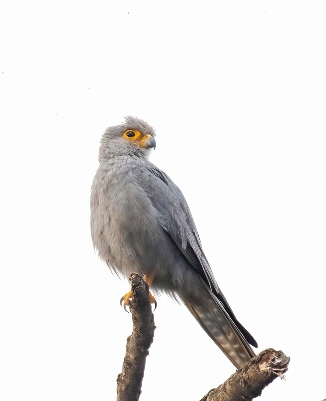 Birdpix.nl :: View bird picture - Falco ardosiaceus / Grijze Torenvalk / Grey Kestrel