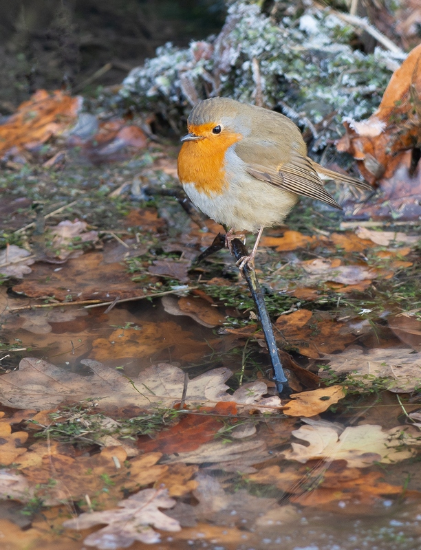 Birdpix.nl :: View bird picture - Erithacus rubecula / Roodborst ...