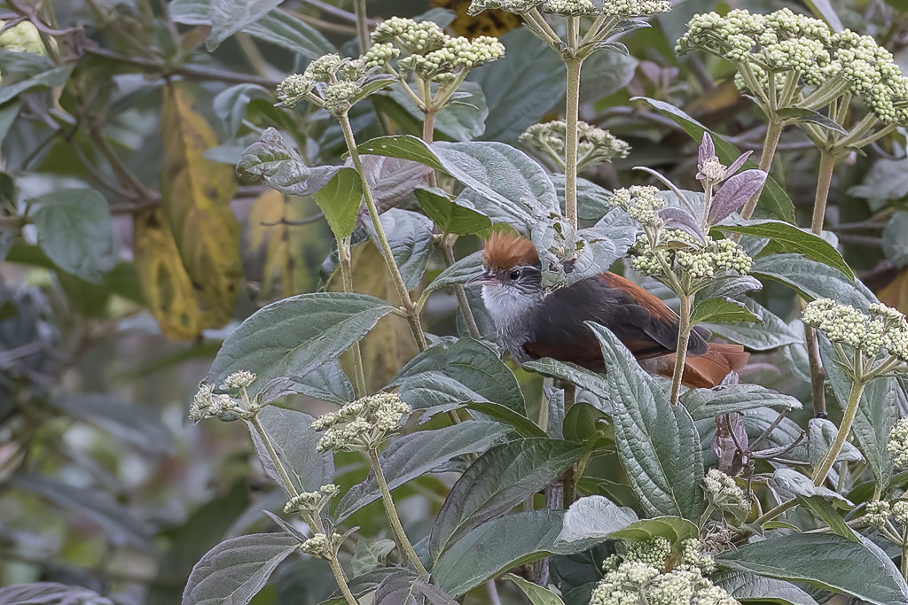 Birdpix.nl :: View bird picture - Cranioleuca antisiensis ...
