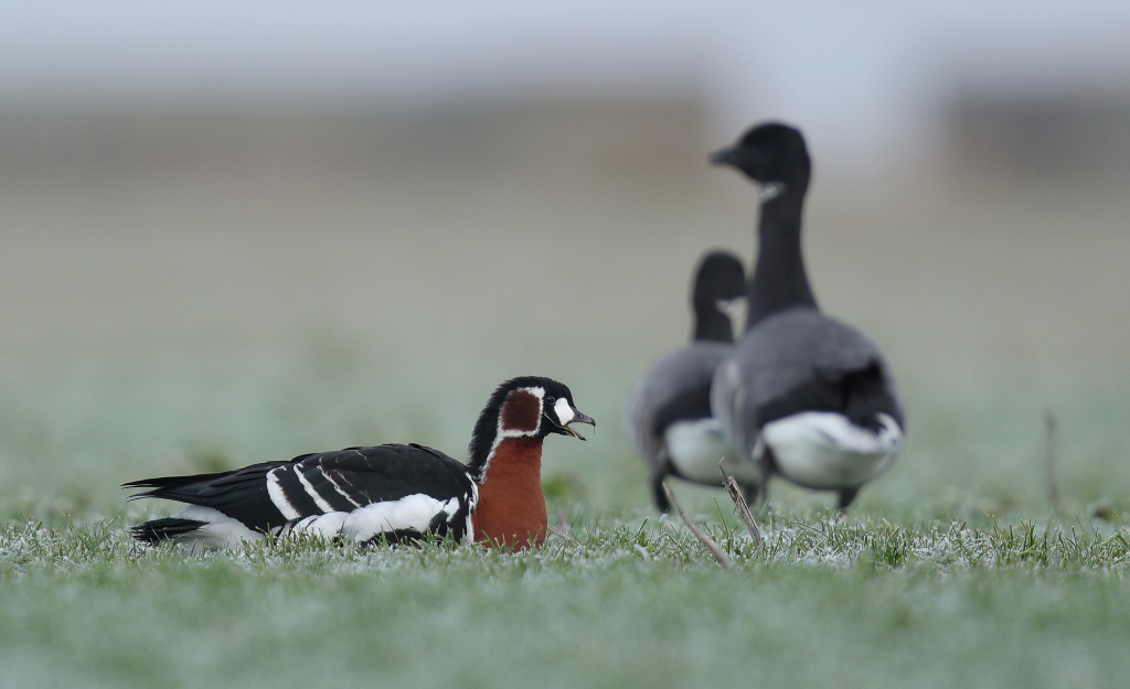 Birdpix.nl :: View bird picture - Branta ruficollis / Roodhalsgans ...