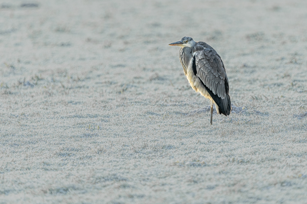 Birdpix.nl :: View bird picture - Ardea cinerea / Blauwe Reiger / Grey ...