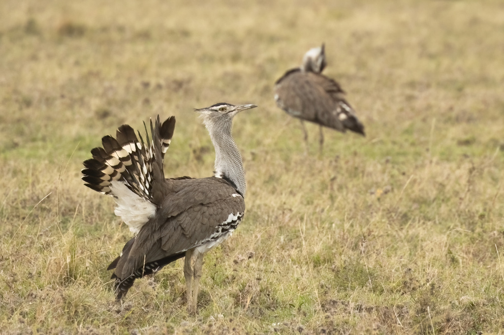 Birdpix.nl :: View bird picture - Ardeotis kori / Koritrap / Kori Bustard