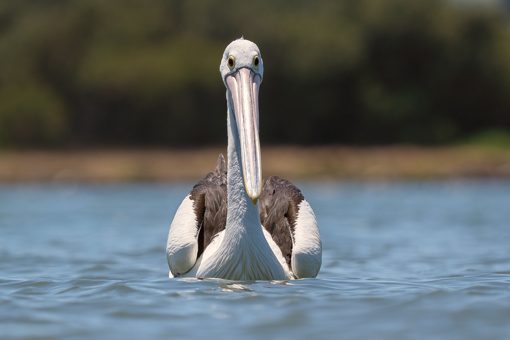 Birdpix.nl :: View bird picture - Pelecanus conspicillatus ...