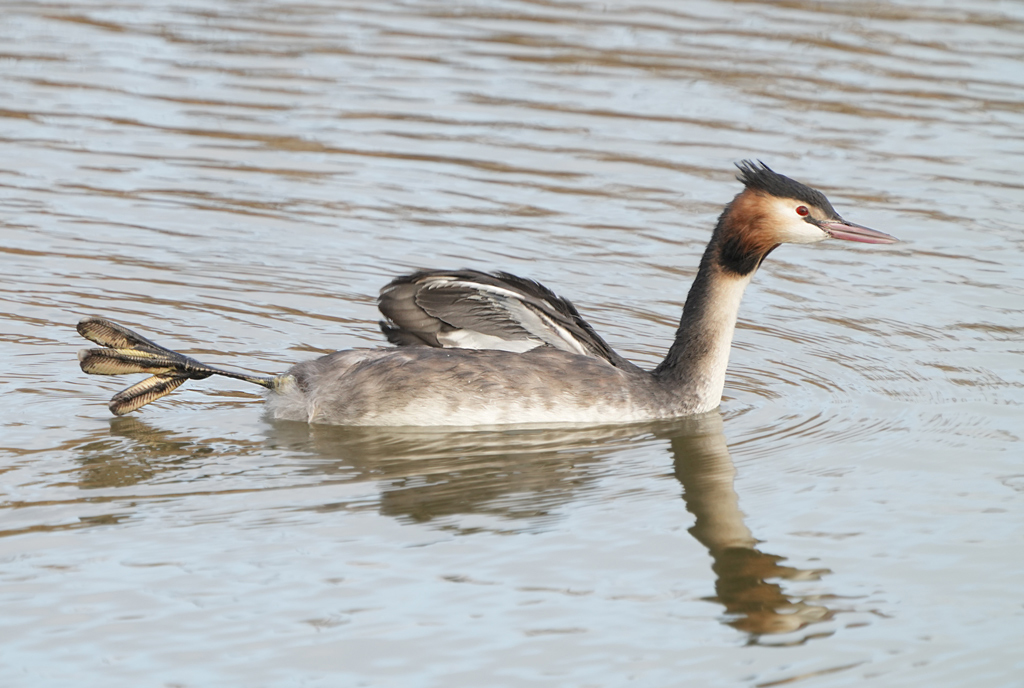 Birdpix.nl :: View bird picture - Podiceps cristatus / Fuut / Great ...