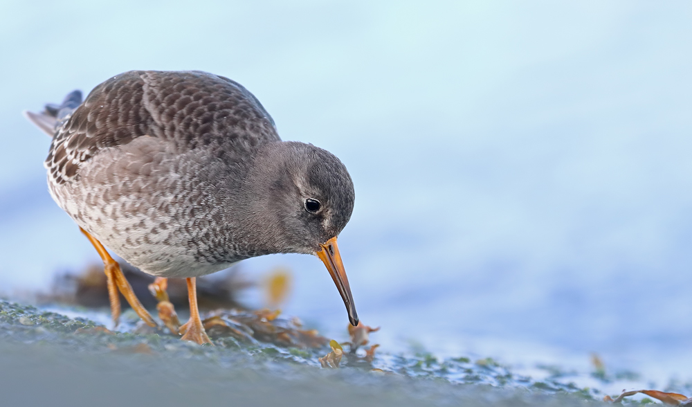 Birdpix.nl :: View bird picture - Calidris maritima / Paarse ...