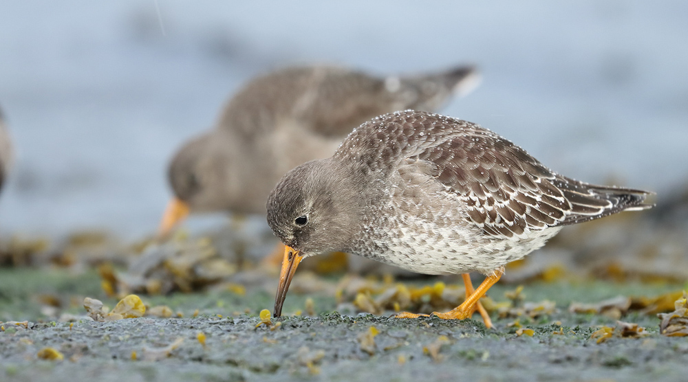 Birdpix.nl :: View bird picture - Calidris maritima / Paarse ...