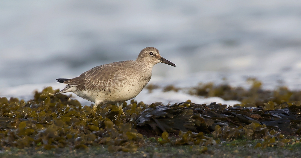 Birdpix.nl :: View bird picture - Calidris canutus / Kanoet / Red Knot