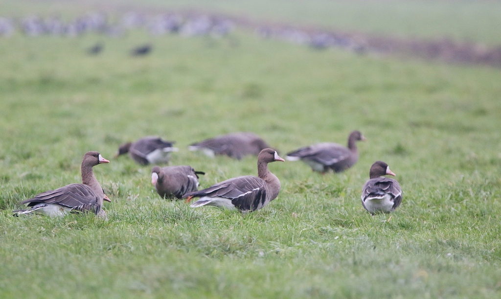 Birdpix.nl :: View bird picture - Anser albifrons / Kolgans / Greater ...
