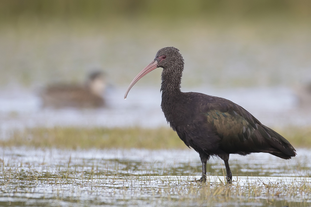 Birdpix.nl :: View bird picture - Plegadis ridgwayi / Puna-ibis / Puna Ibis