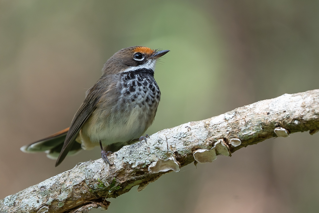 Birdpix.nl :: View bird picture - Rhipidura rufifrons ...