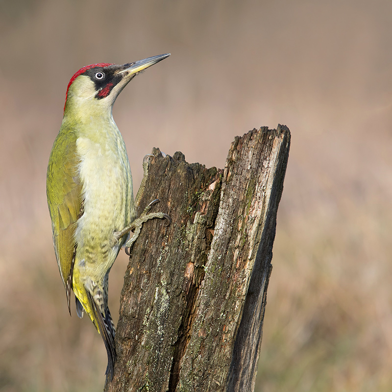 Birdpix.nl :: View bird picture - Picus viridis / Groene Specht ...