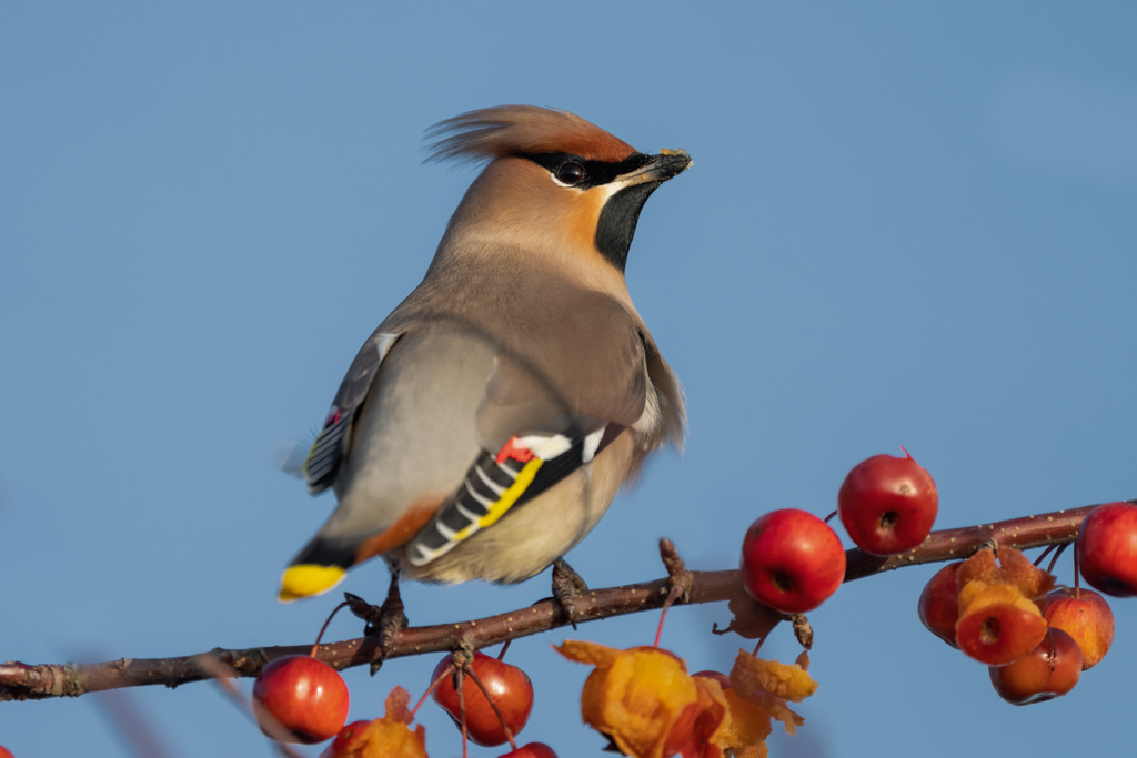 Birdpix.nl :: View bird picture - Bombycilla garrulus / Pestvogel / Bohemian Waxwing