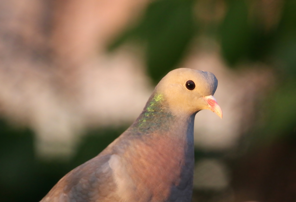 Birdpix.nl :: View bird picture - Columba oenas / Holenduif / Stock Dove