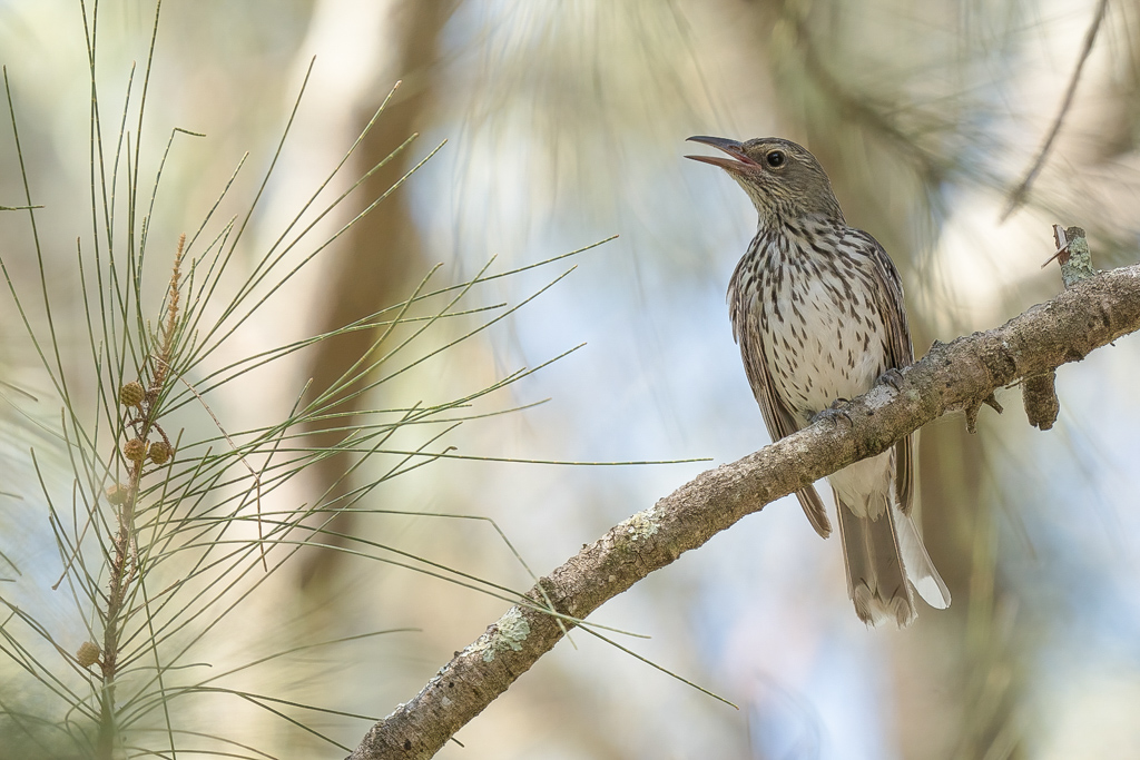 Birdpix.nl :: View bird picture - Oriolus sagittatus ...