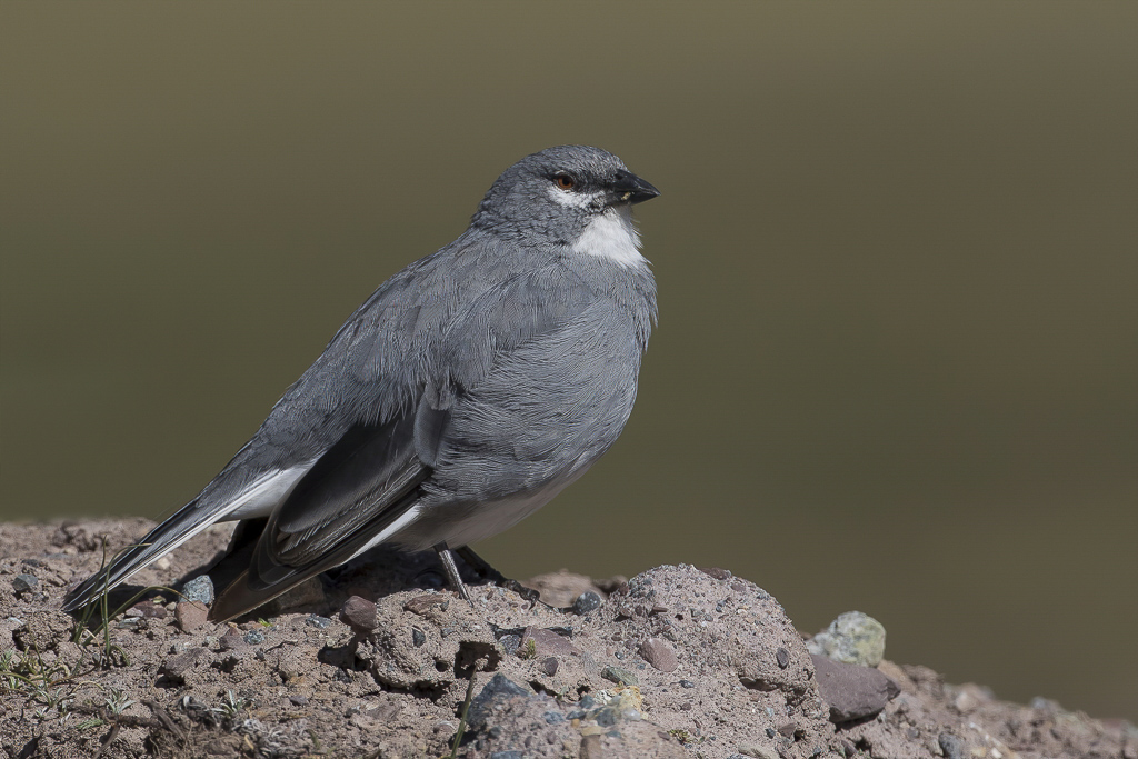 Birdpix.nl :: View bird picture - Diuca speculifera ...