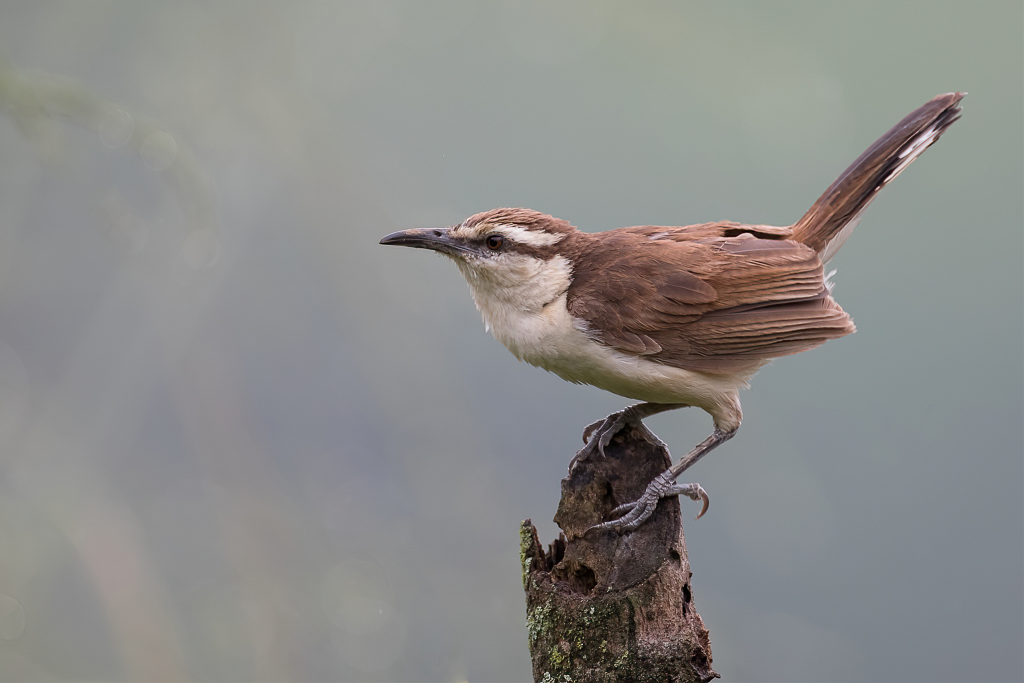 Birdpix.nl :: View bird picture - Campylorhynchus griseus ...