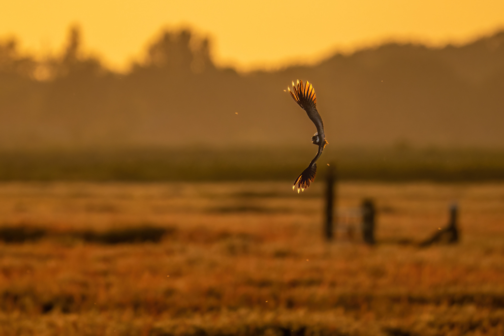 Birdpix.nl :: View bird picture - Vanellus vanellus / Kievit / Northern ...
