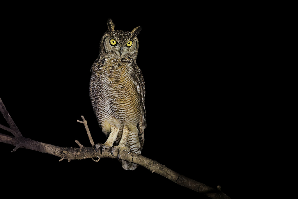 Birdpix.nl :: View bird picture - Bubo milesi / Arabische Oehoe ...