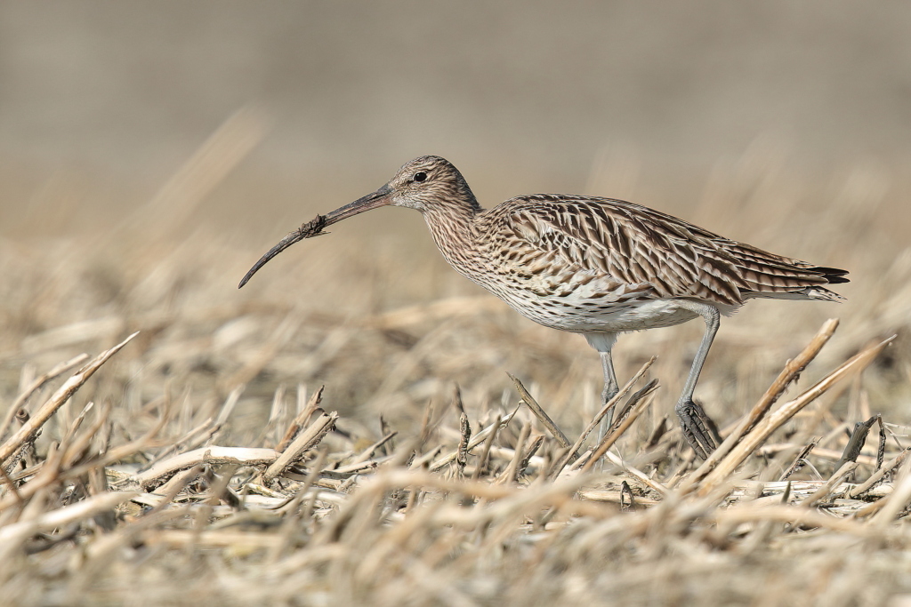 Birdpix.nl :: View bird picture - Numenius arquata / Wulp / Eurasian Curlew