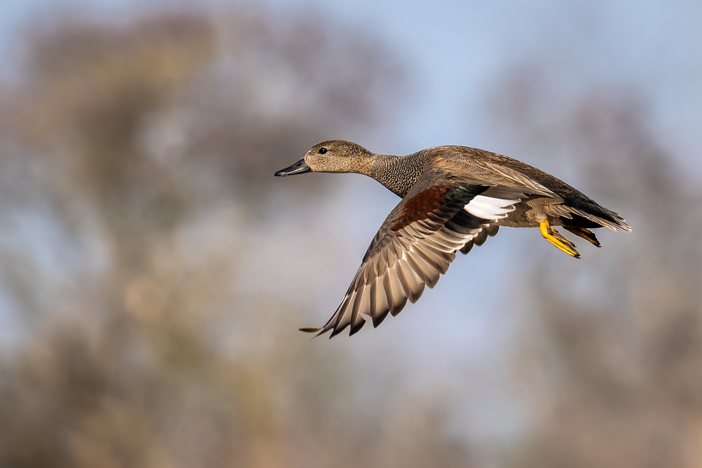 Birdpix.nl :: View bird picture - Mareca strepera / Krakeend / Gadwall