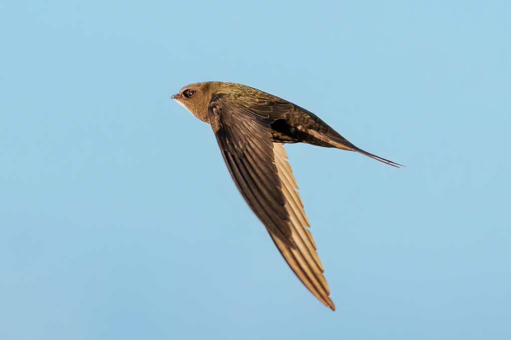 Birdpix.nl :: View bird picture - Apus apus / Gierzwaluw / Common Swift