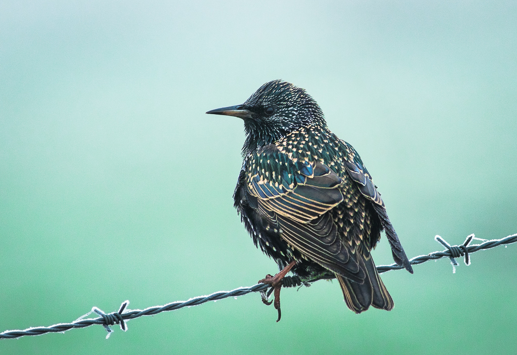 Birdpix.nl :: View bird picture - Sturnus vulgaris / Spreeuw / Common ...