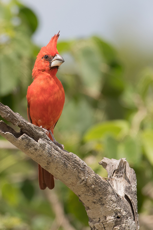 Birdpix.nl :: View bird picture - Cardinalis phoeniceus ...