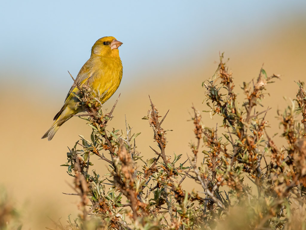 Birdpix.nl :: View bird picture - Chloris chloris / Groenling ...