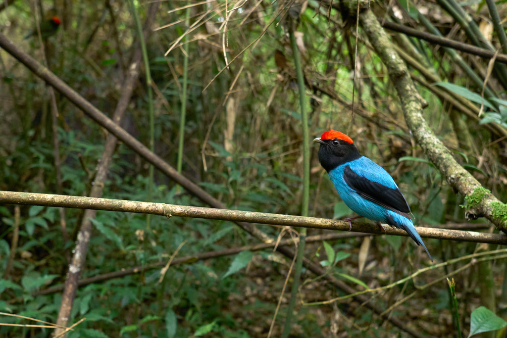 Birdpix.nl :: View bird picture - Chiroxiphia caudata ...