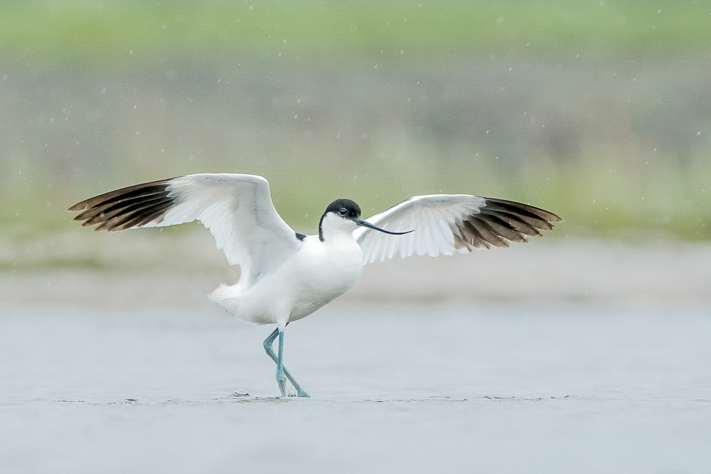 Birdpix.nl :: View bird picture - Recurvirostra avosetta / Kluut / Pied ...