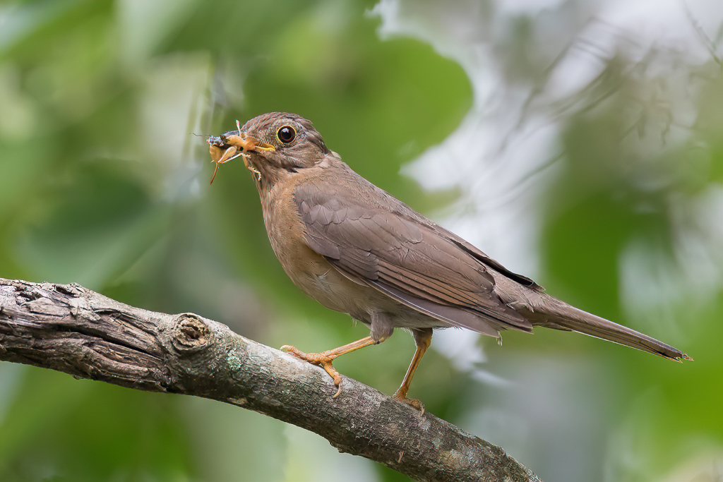 Birdpix.nl :: View bird picture - Turdus flavipes / Geelpootlijster ...