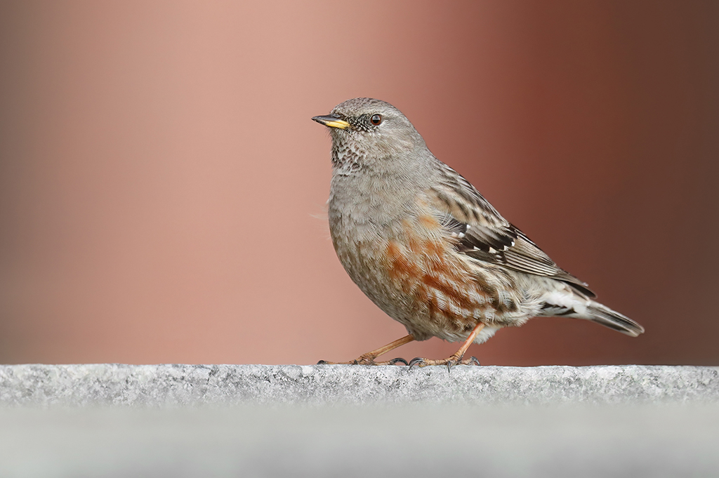 Birdpix.nl :: View bird picture - Prunella collaris / Alpenheggenmus ...