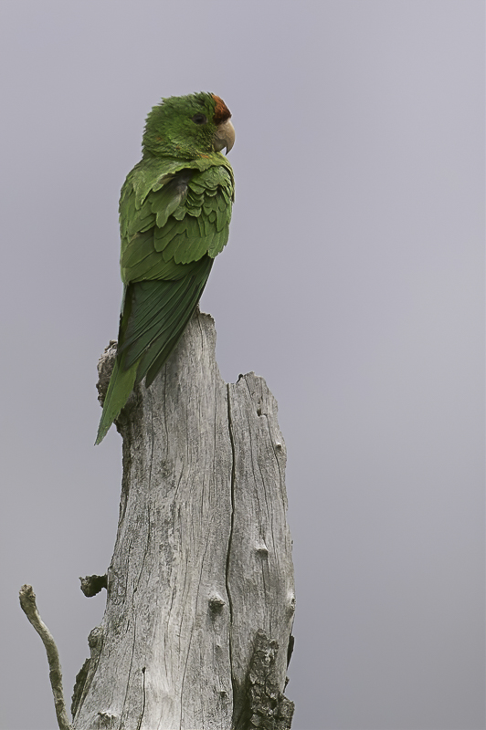 Birdpix.nl :: View bird picture - Psittacara wagleri / Waglers Aratinga ...