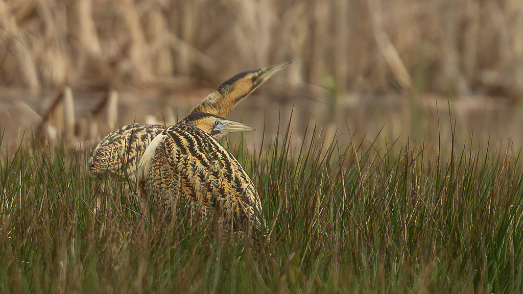 Birdpix.nl :: View bird picture - Botaurus stellaris / Roerdomp ...