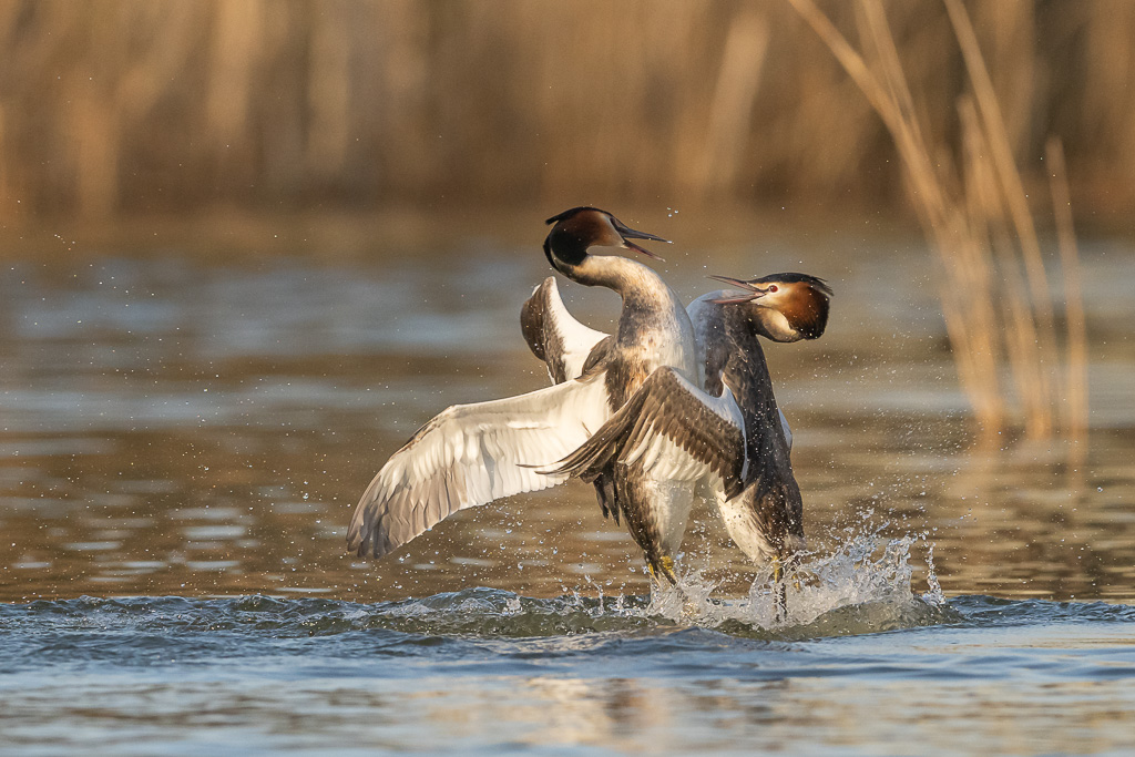 Birdpix.nl :: View bird picture - Podiceps cristatus / Fuut / Great ...