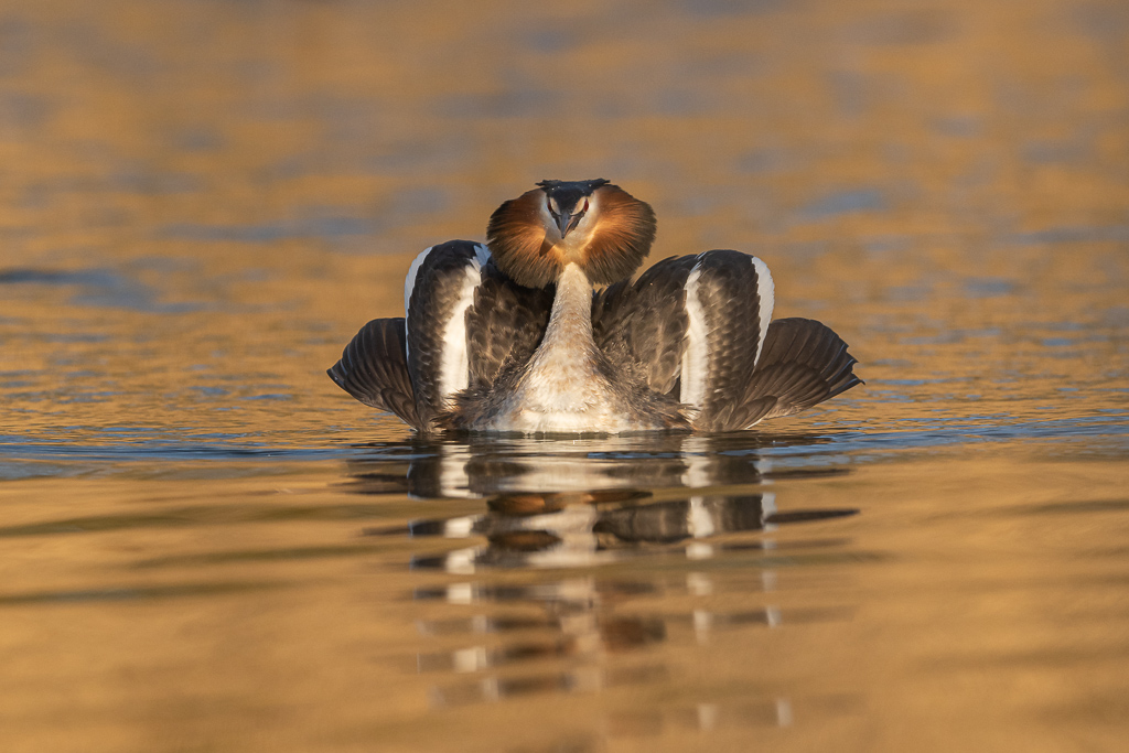 Birdpix.nl :: View bird picture - Podiceps cristatus / Fuut / Great ...