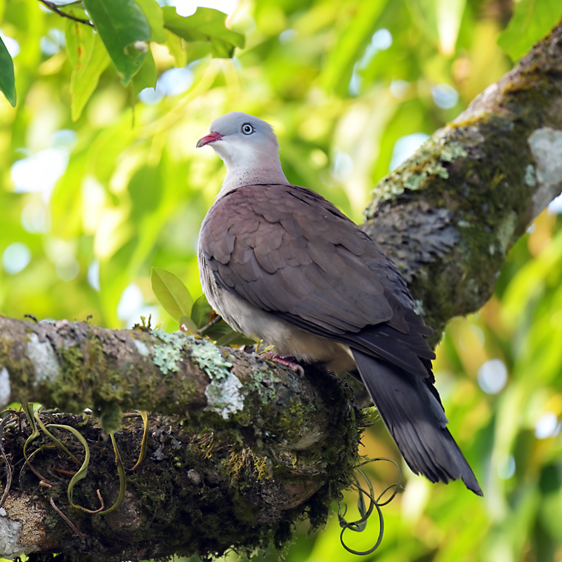 Birdpix.nl :: View bird picture - Ducula badia / Indische Muskaatduif ...