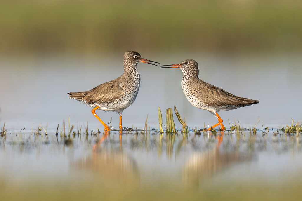 Birdpix.nl :: View bird picture - Tringa totanus / Tureluur / Common ...