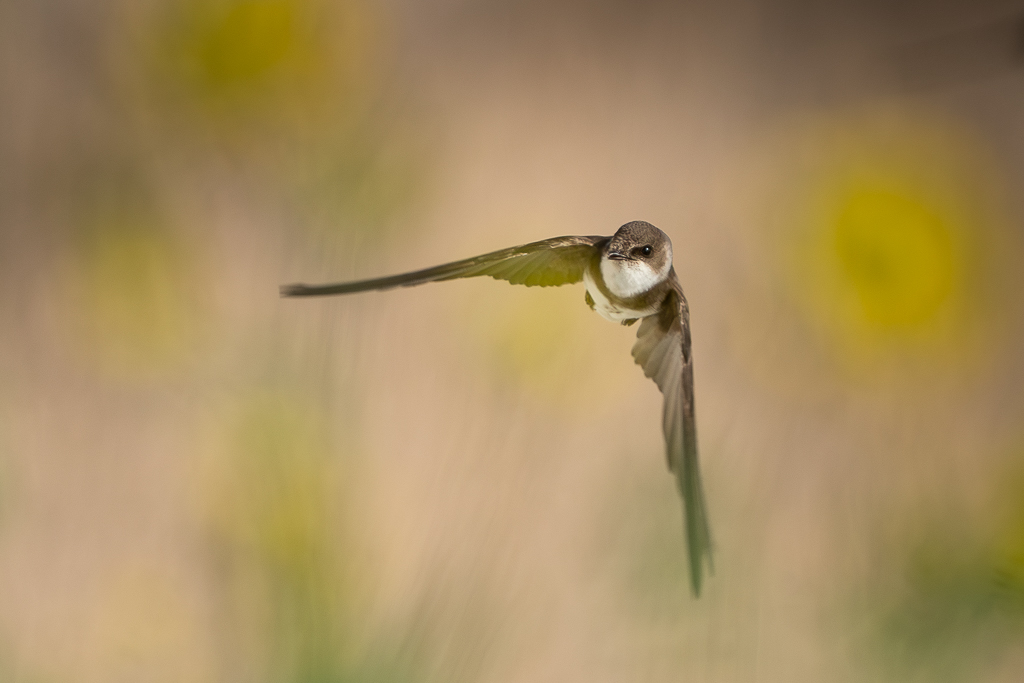 Birdpix.nl :: View bird picture - Riparia riparia / Oeverzwaluw / Sand ...